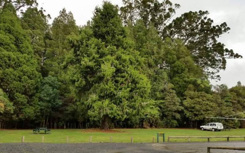 Trounson Kauri Park Campground | Full Service Camp | New Zealand
